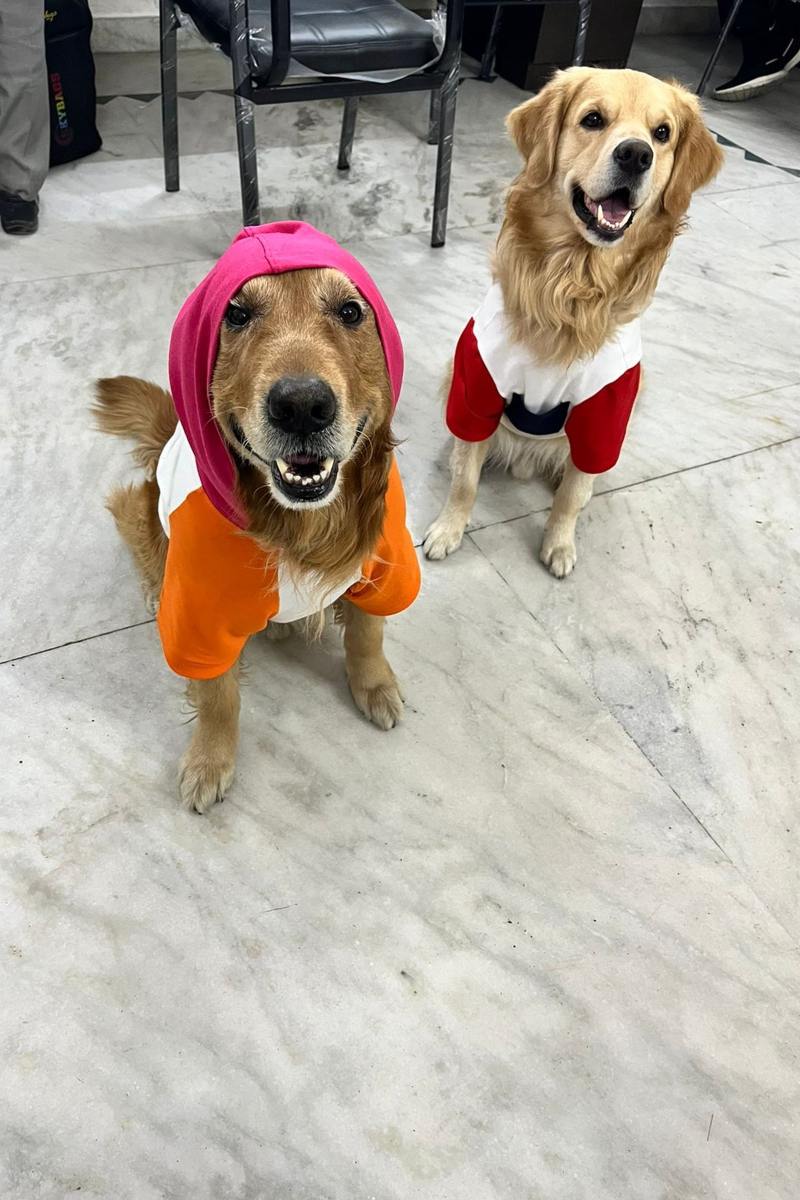 Gallery - My Lemon Tails